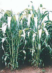 飼料作物品種一覧